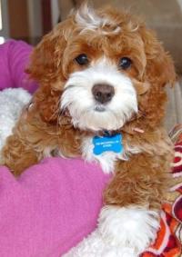 Cockapoos, Breeders, Registry - American Cockapoo Club
