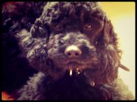 Cockapoos, Breeders, Registry - American Cockapoo Club